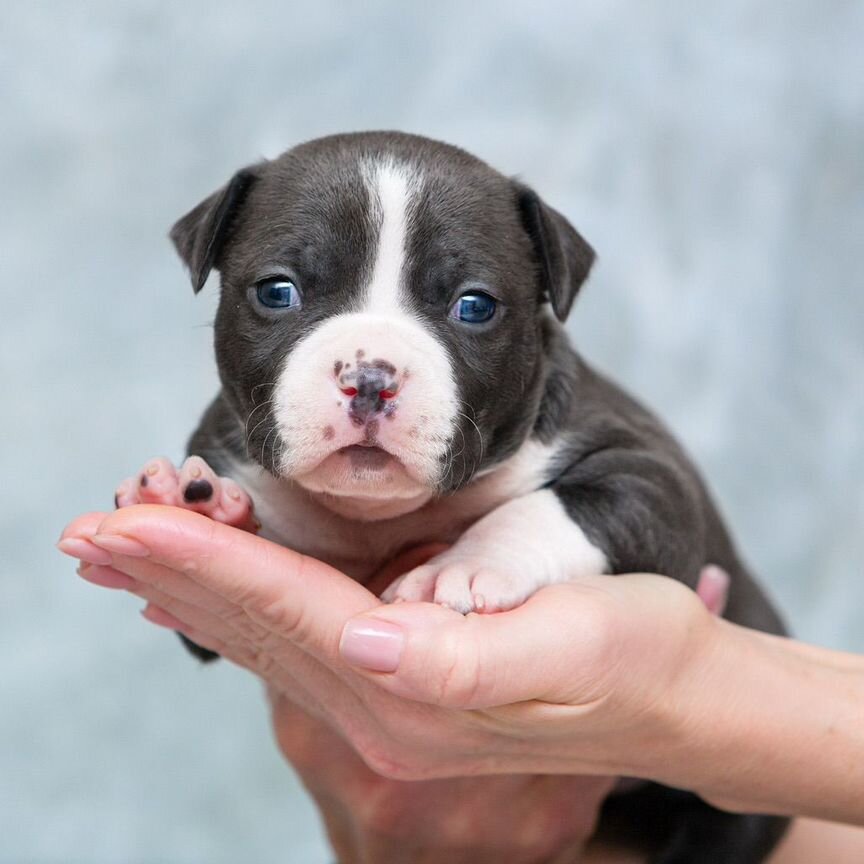 Продаются щенки