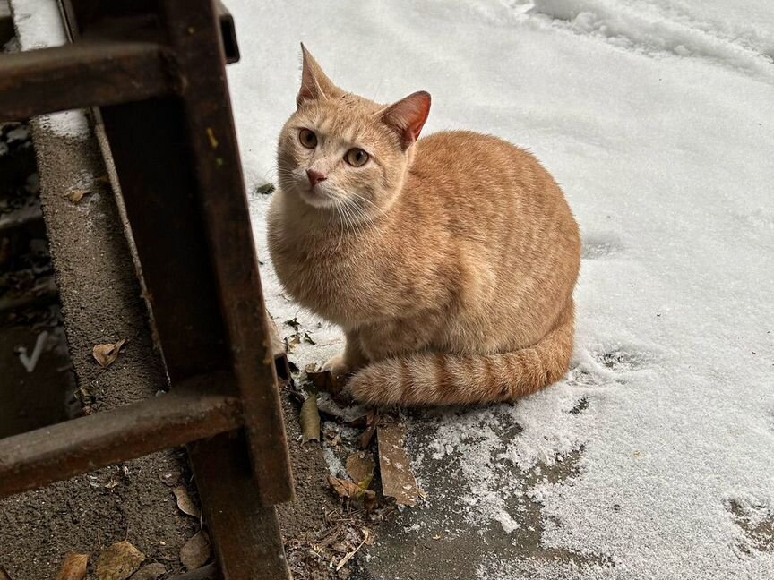 Рыжий палевый котик выживает на дереве
