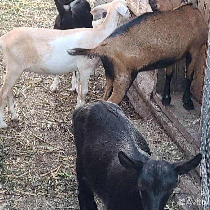 Козлята