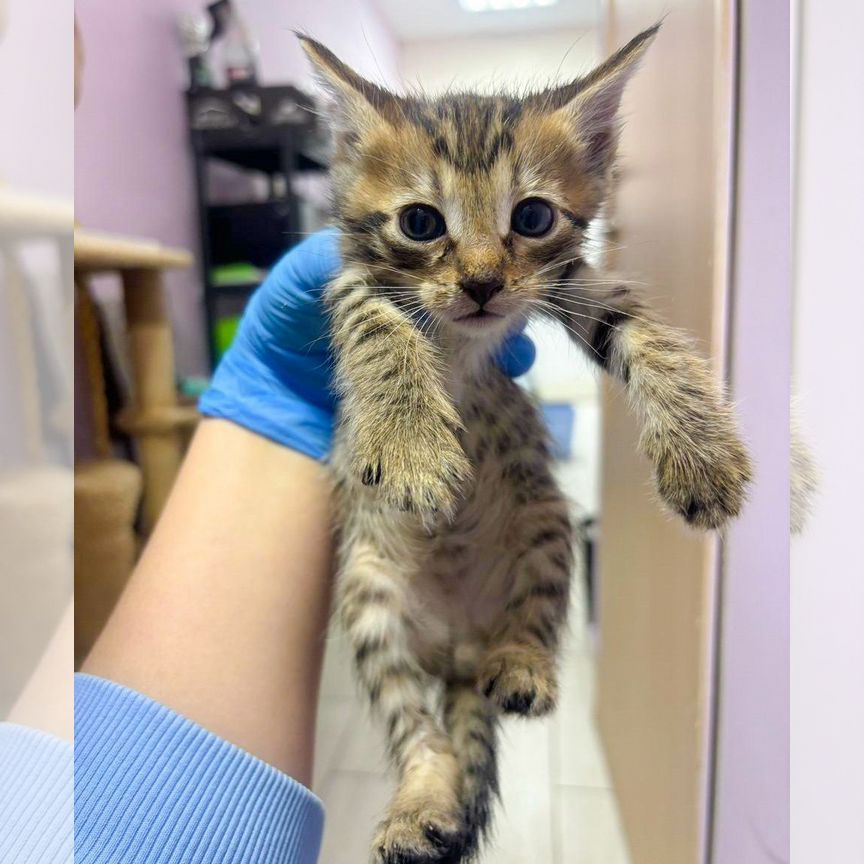 Бенгальские котята в добрые руки