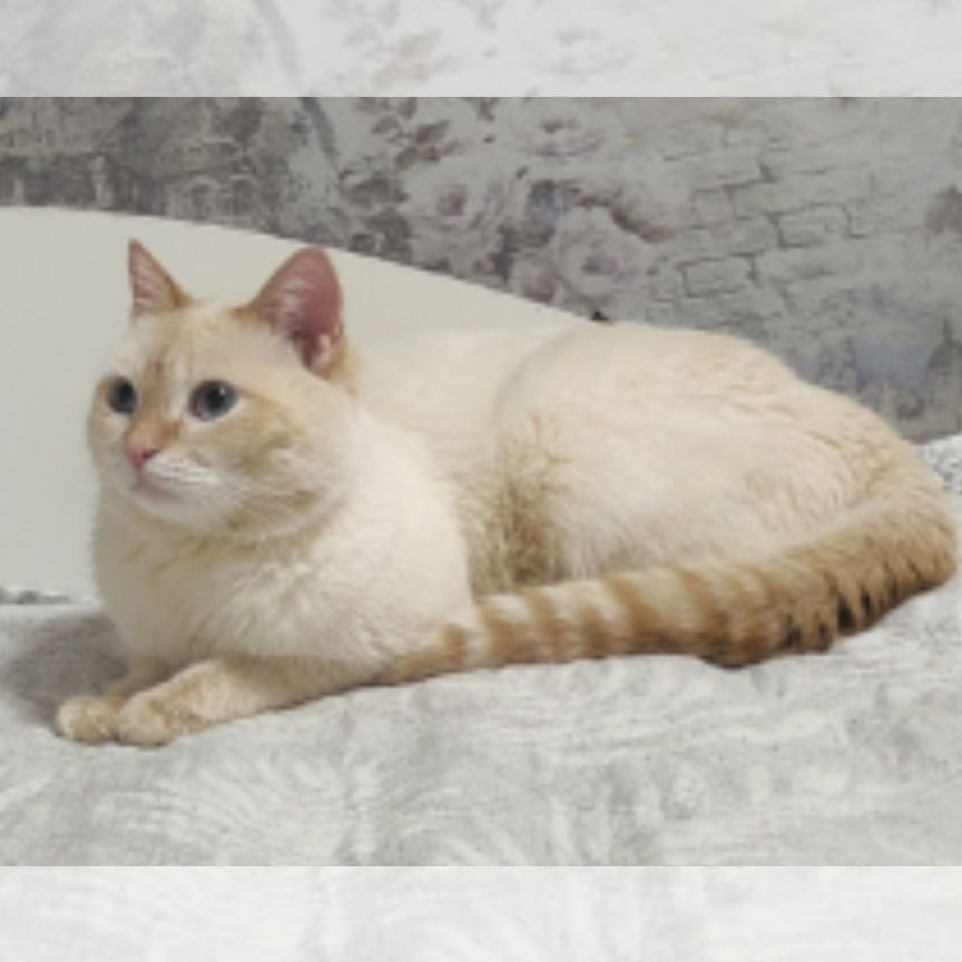 Взрослый кот в добрые руки