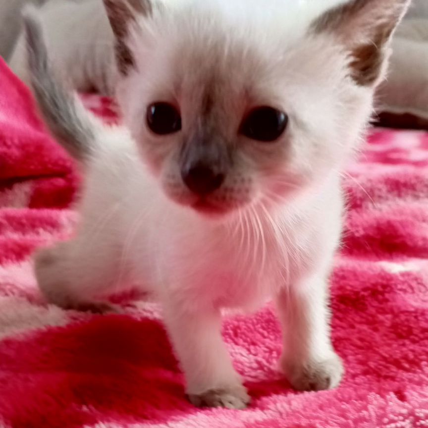 Тайские котята