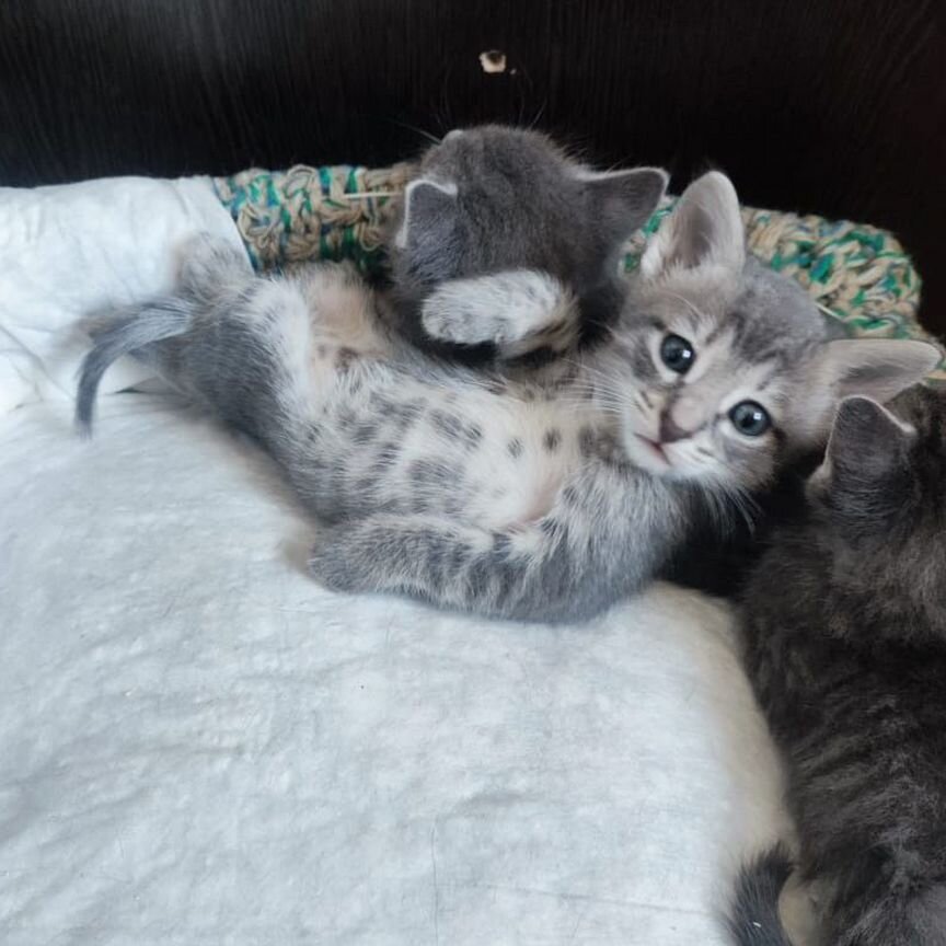 Котятки в добрые руки