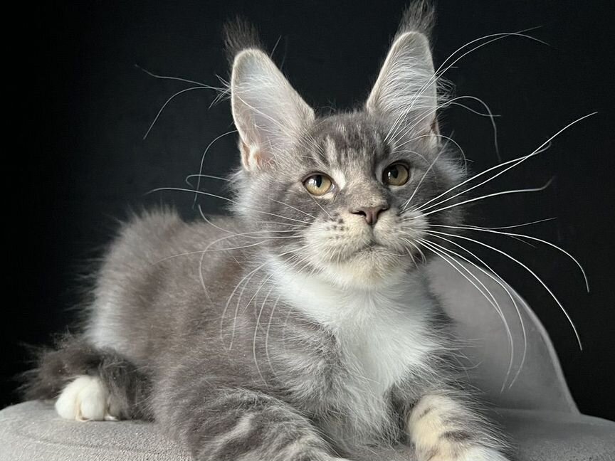 Мейн-кун голубой серебряный