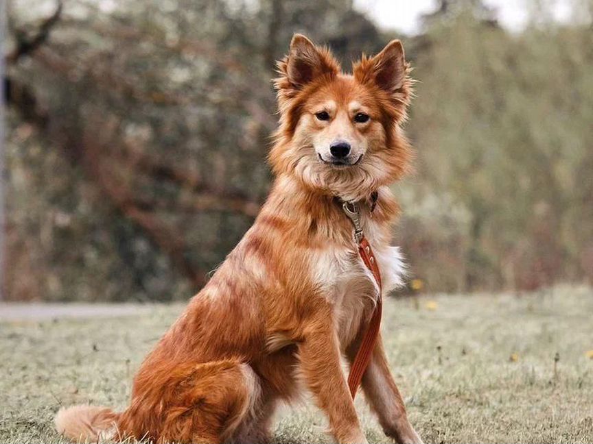 Собака в добрые руки отдам бесплатно