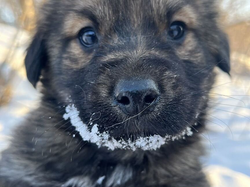 Собака