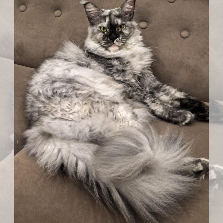 Кошки мейн-кун