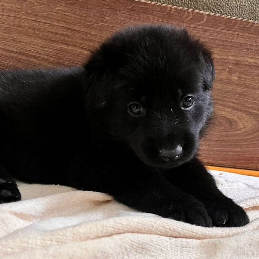 Австралийская овчарка