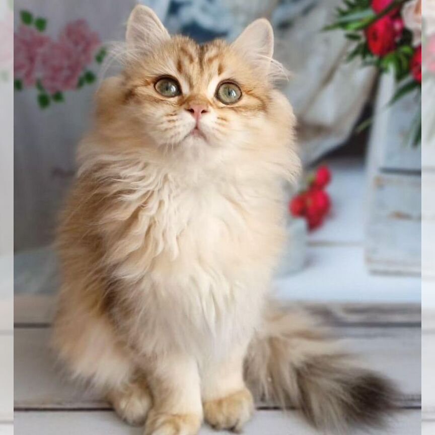 Британская длинношёрстная, взрослая кошка