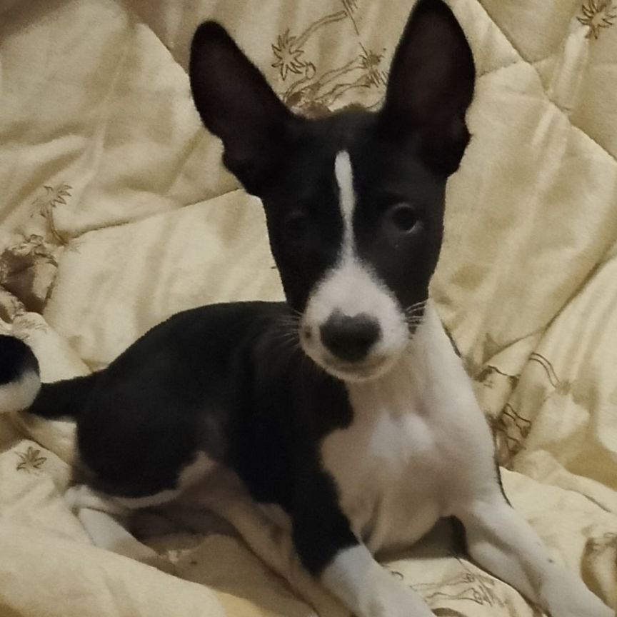 Басенджи, щенок