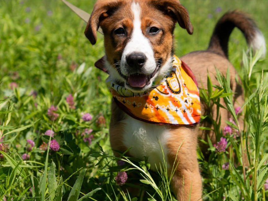 Маленькое Счастье ищет дом