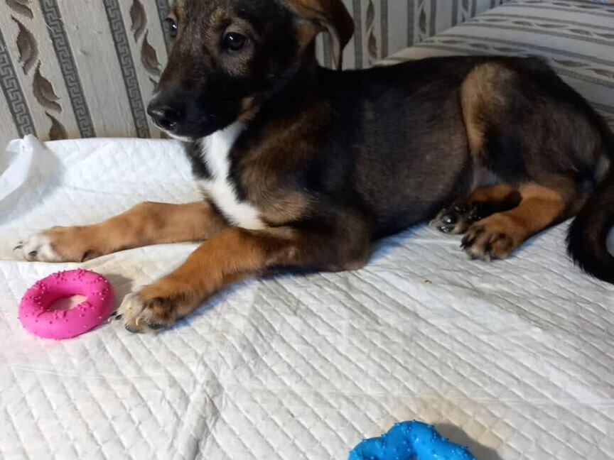 Щенок Верба в добрые руки бесплатно