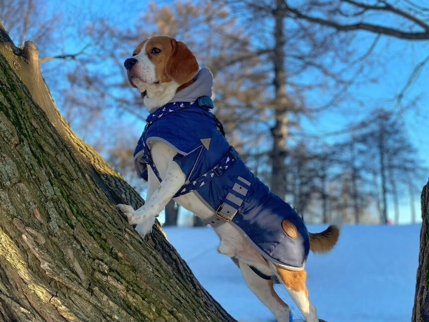 Демисезонная куртка для средней собаки Bravehound