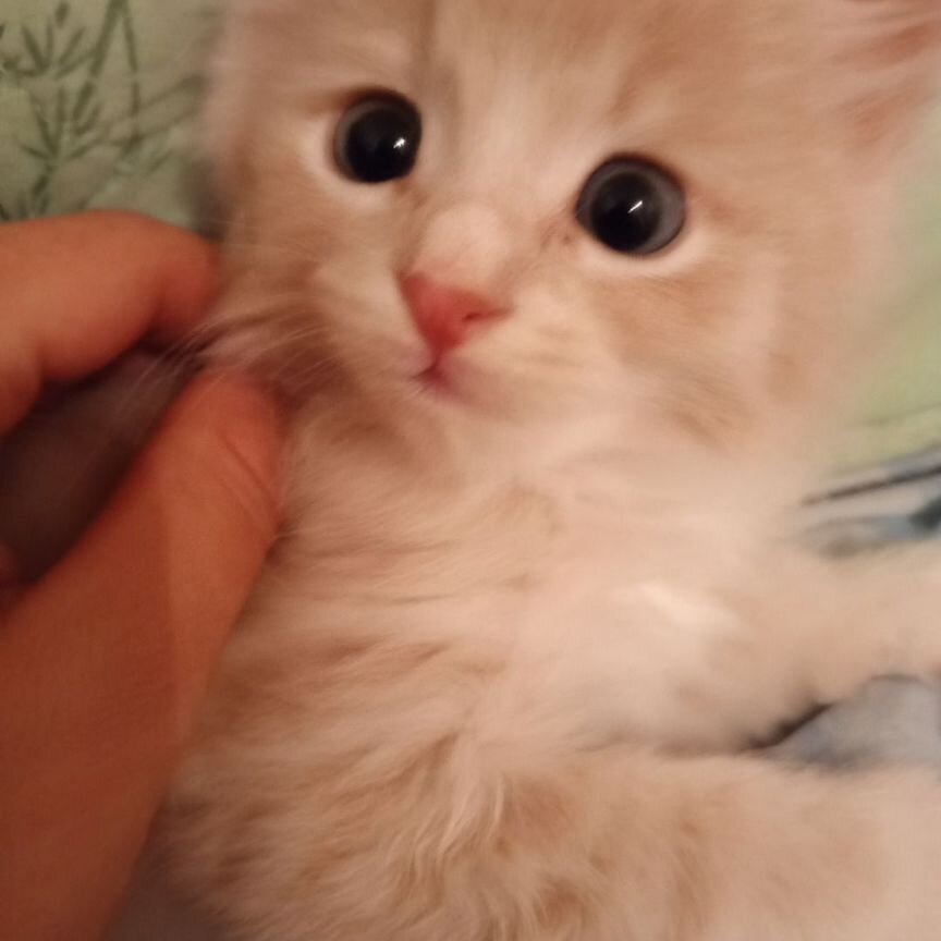 Красивые котята к лучшим котородителям)