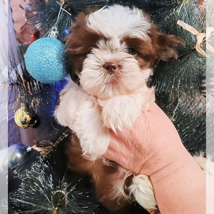 Ши-тцу, щенок