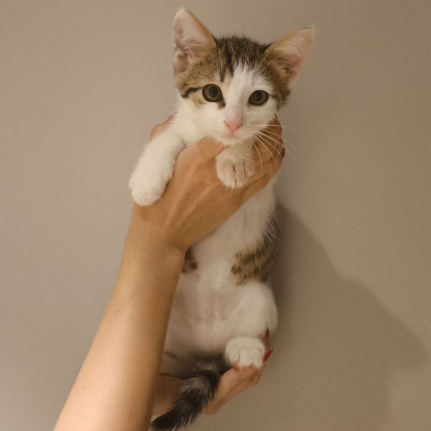 Котёнок в добрые руки