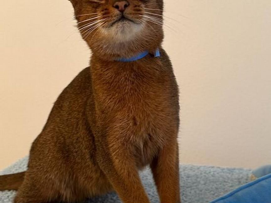 Абиссинская