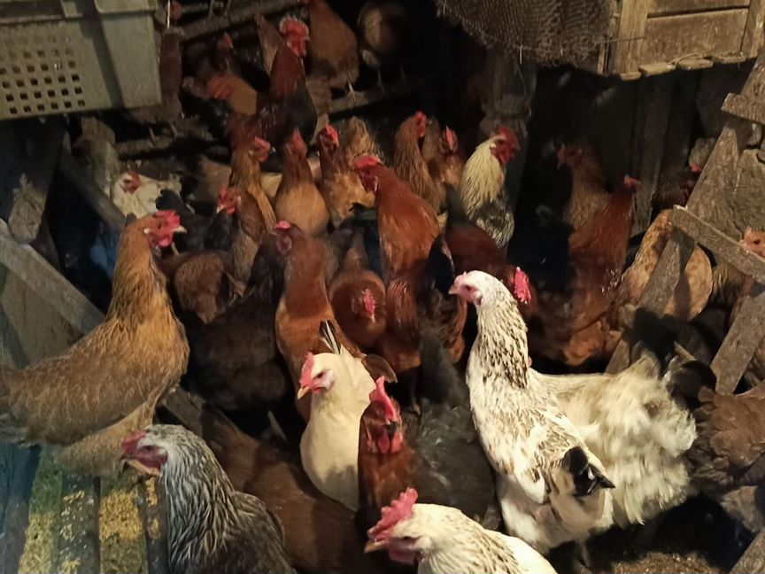 Куры несушки продам