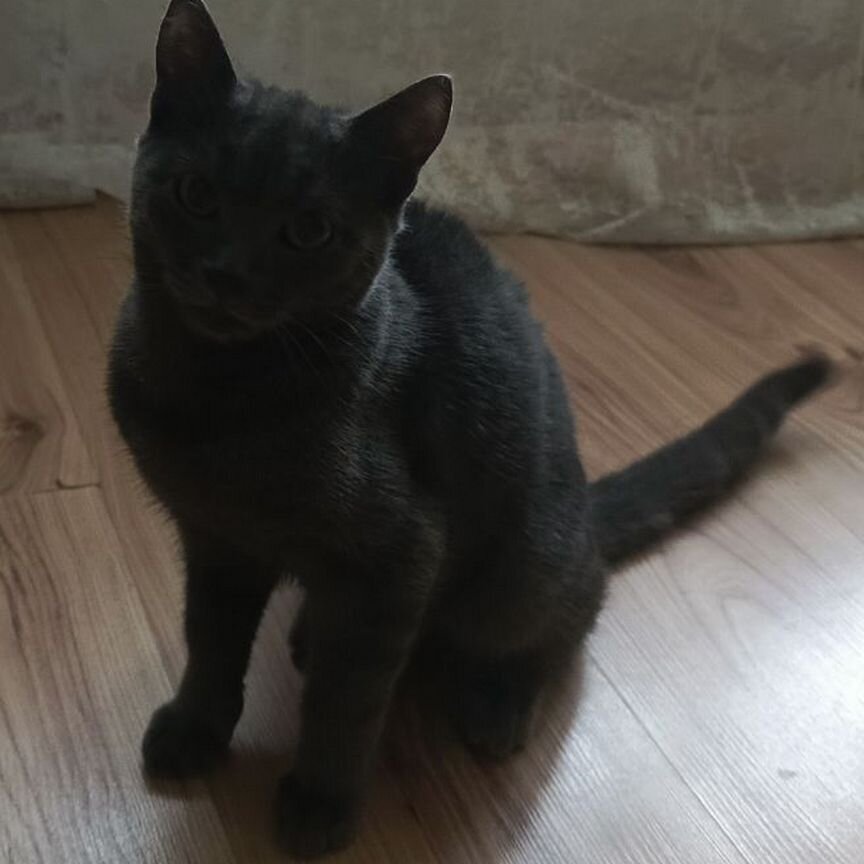 Котенок 2,5 мес