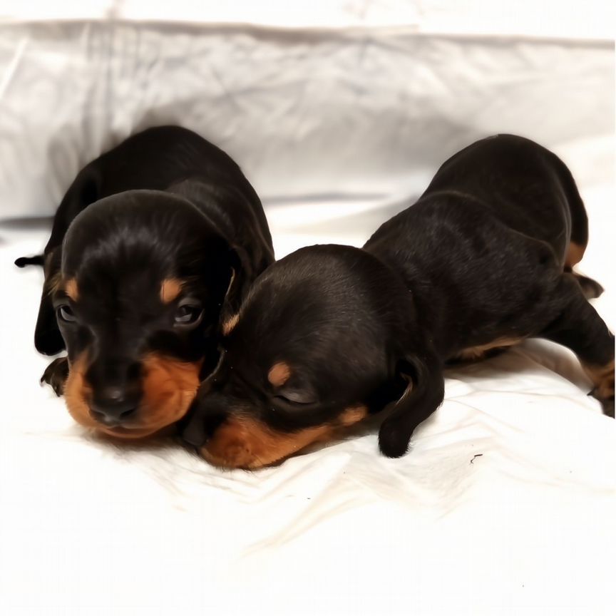 Такса, щенок