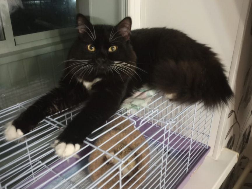 Отдам в добрые руки котика возраст 10 месяцев