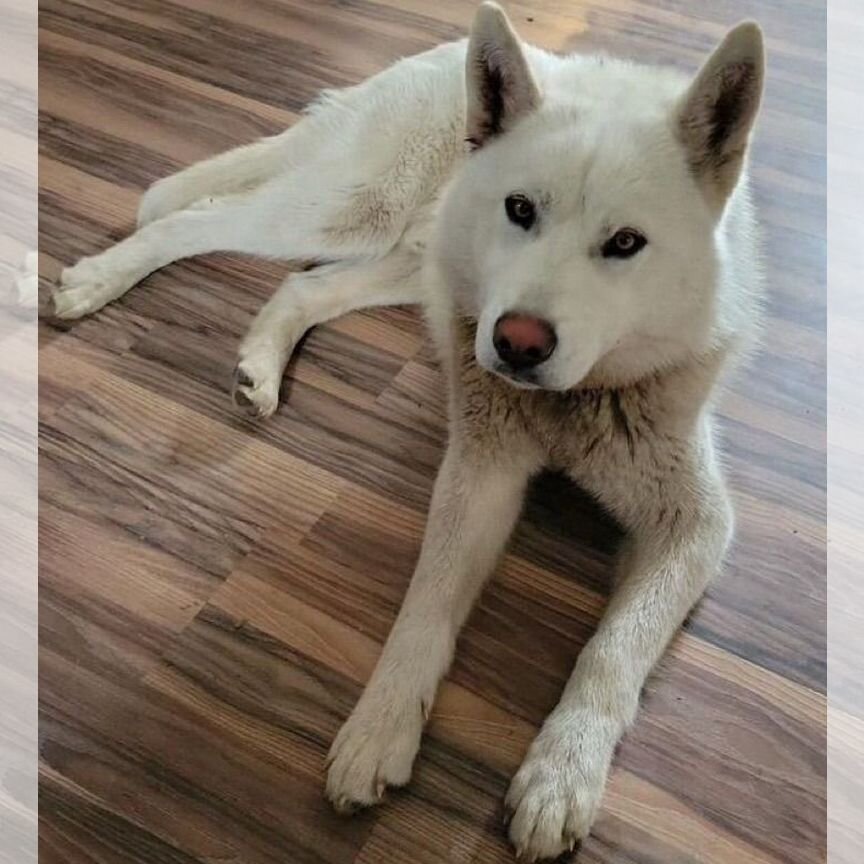 Самоедская собака, щенок