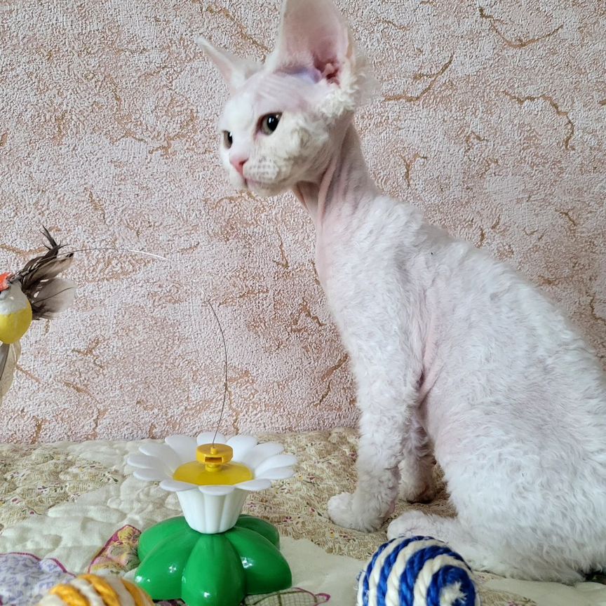 Котята девон-рекс с документами и без