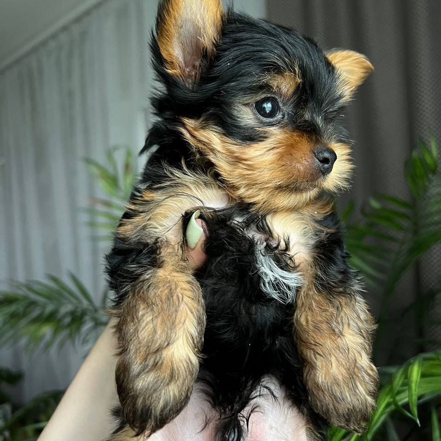 Йоршеский терьер мини беби фейс