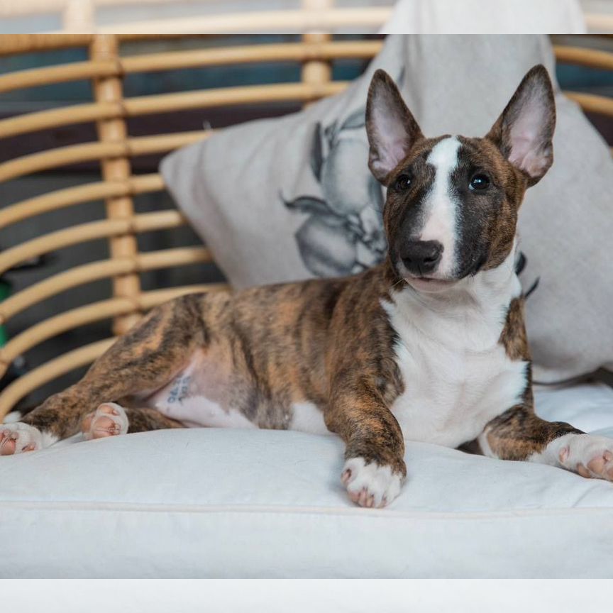 Миниатюрный бультерьер