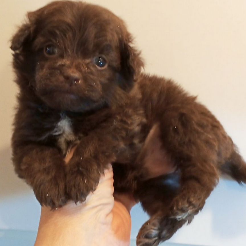 Мальтипу, щенок