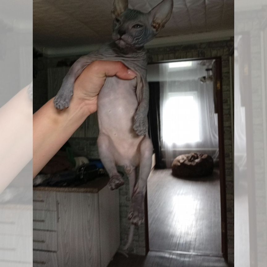 Канадский сфинкс котёнок