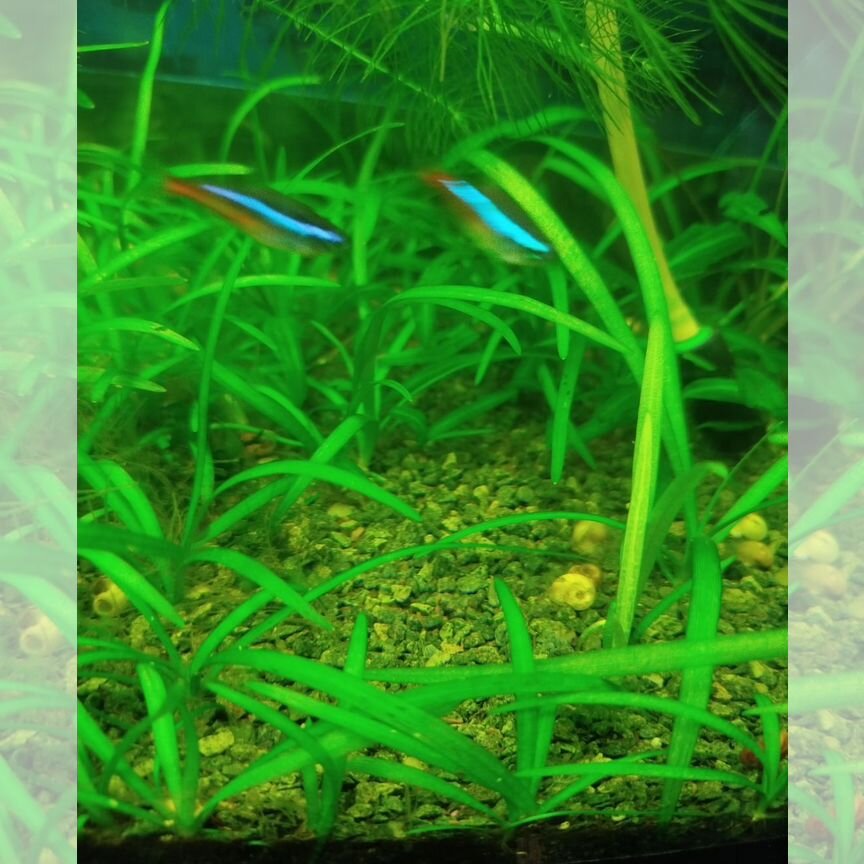 Грунт для аквариума "Змеевик"