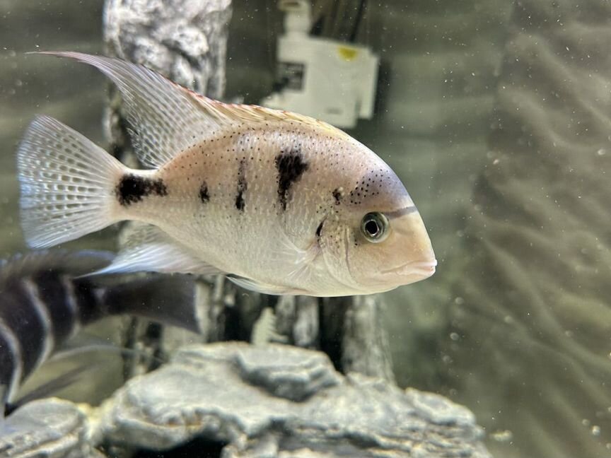 Цихлазома Вьеха Аргентия