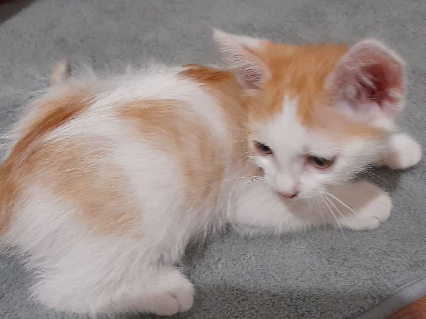 Котенок