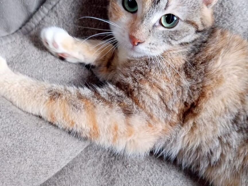Котенок девочка из приюта ищет дом
