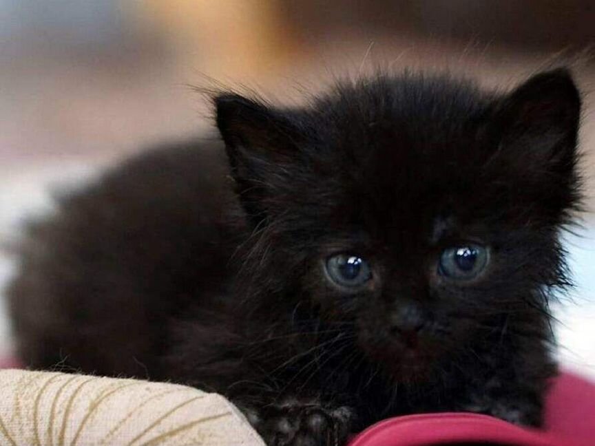 Сибирские котята черный дым