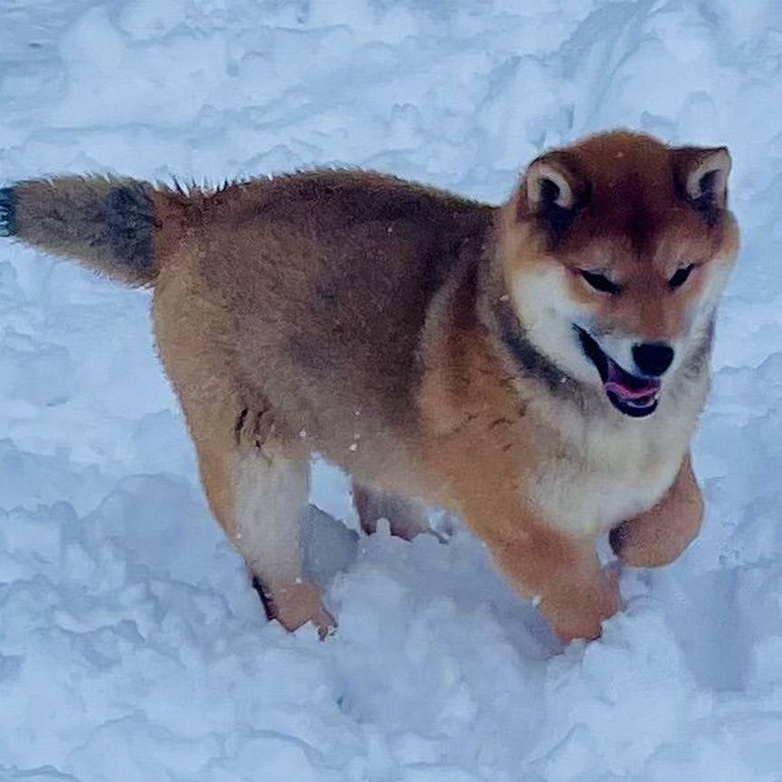 Сиба-ину, щенок