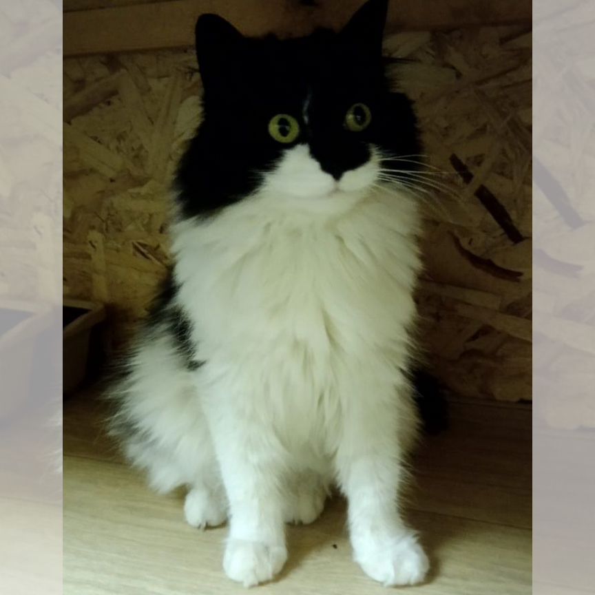 Взрослая кошка в добрые руки