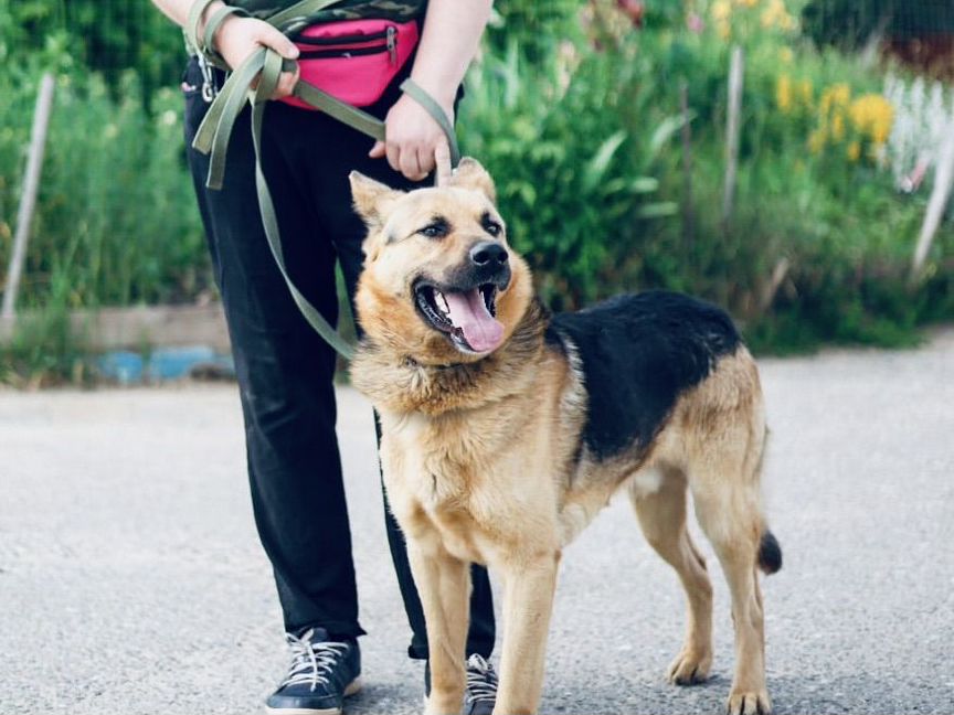Малыш - добрый пес ищет самых лучших хозяев