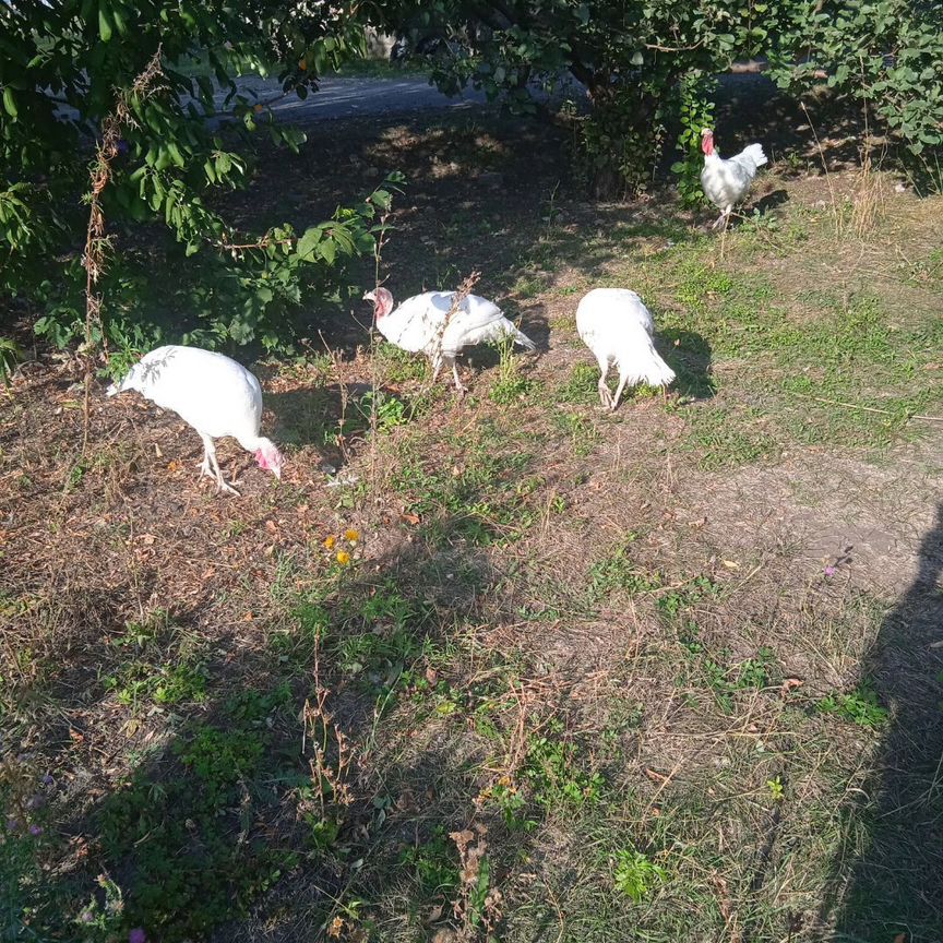 Индюшки на племя