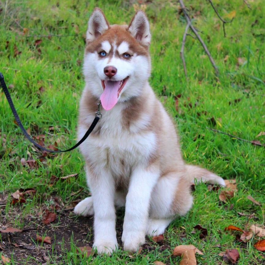 Щенок от частного владельца