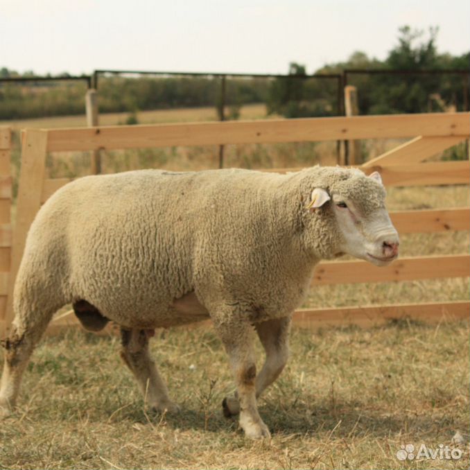 Баран Иль де Франс