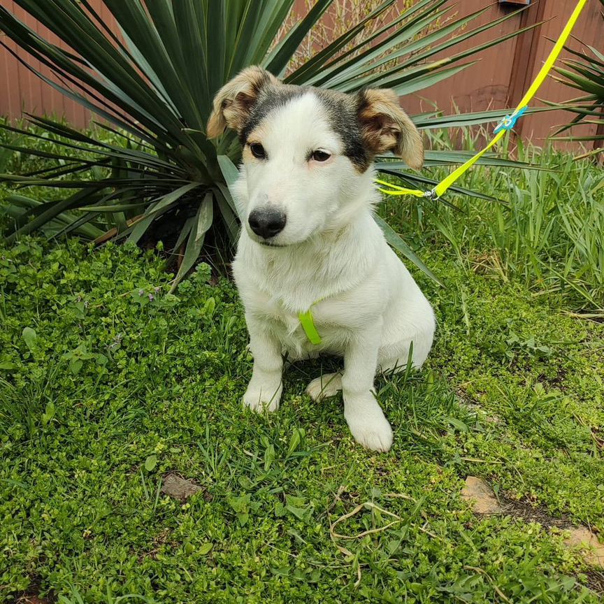 Маленькая собака в добрые руки отдам бесплатно