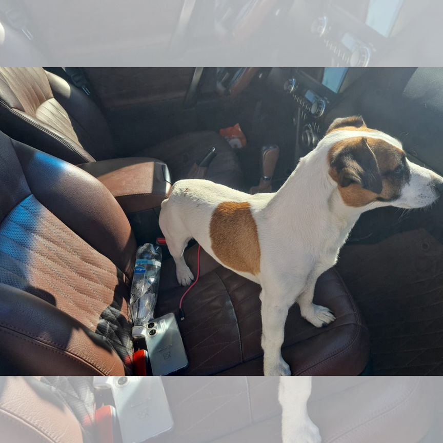 Джек рассел терьер в добрые руки