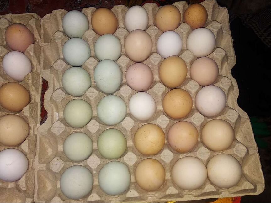 Инкубационное яйцо