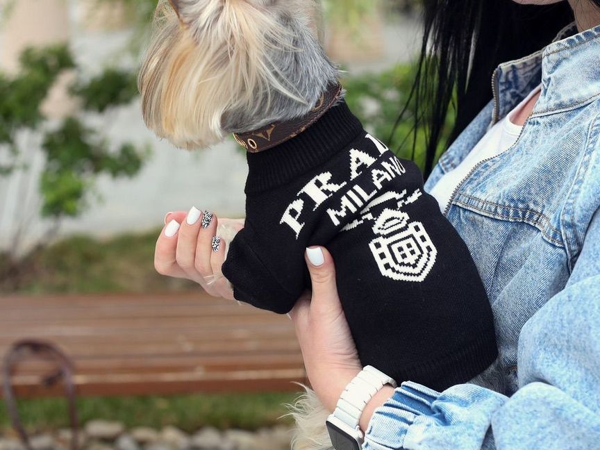 Одежда для собак