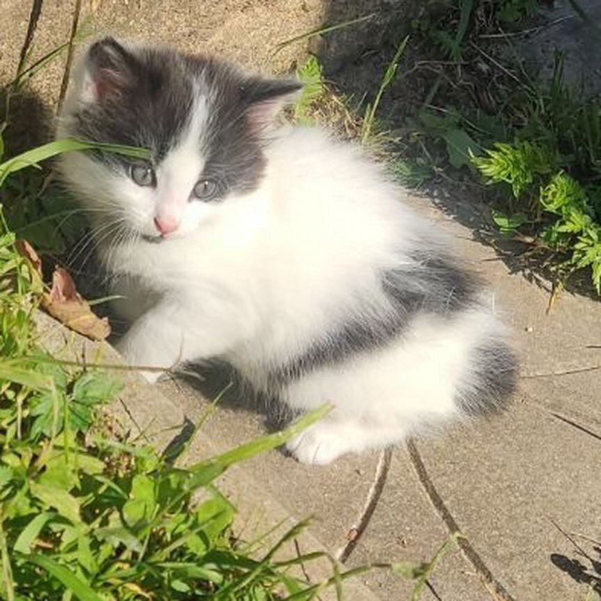 Котёнок в добрые руки