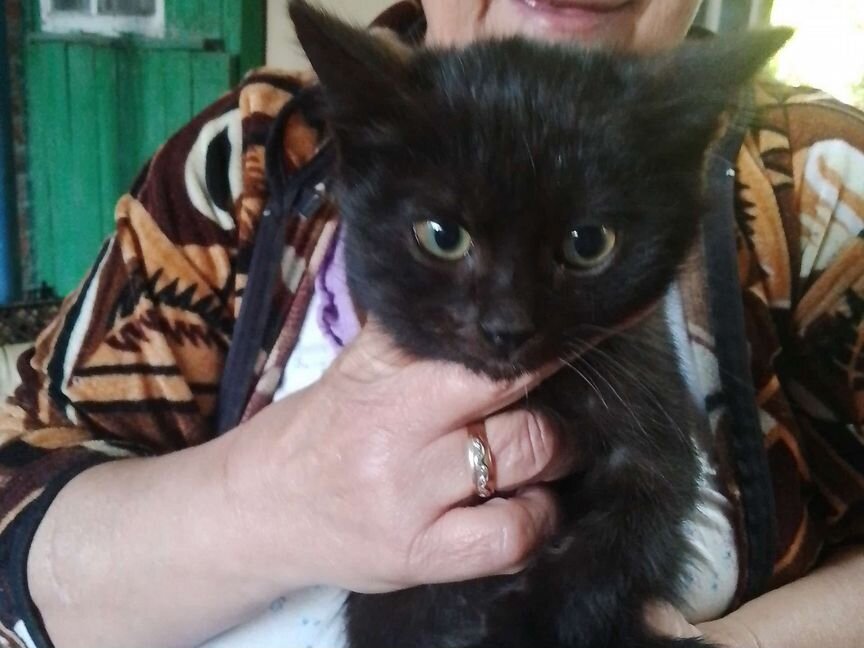 Котята в добрые руки бесплатно