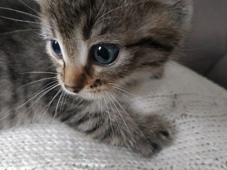 Котята приносящие счастье в добрые руки