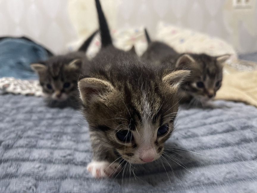 Котята в добрые руки